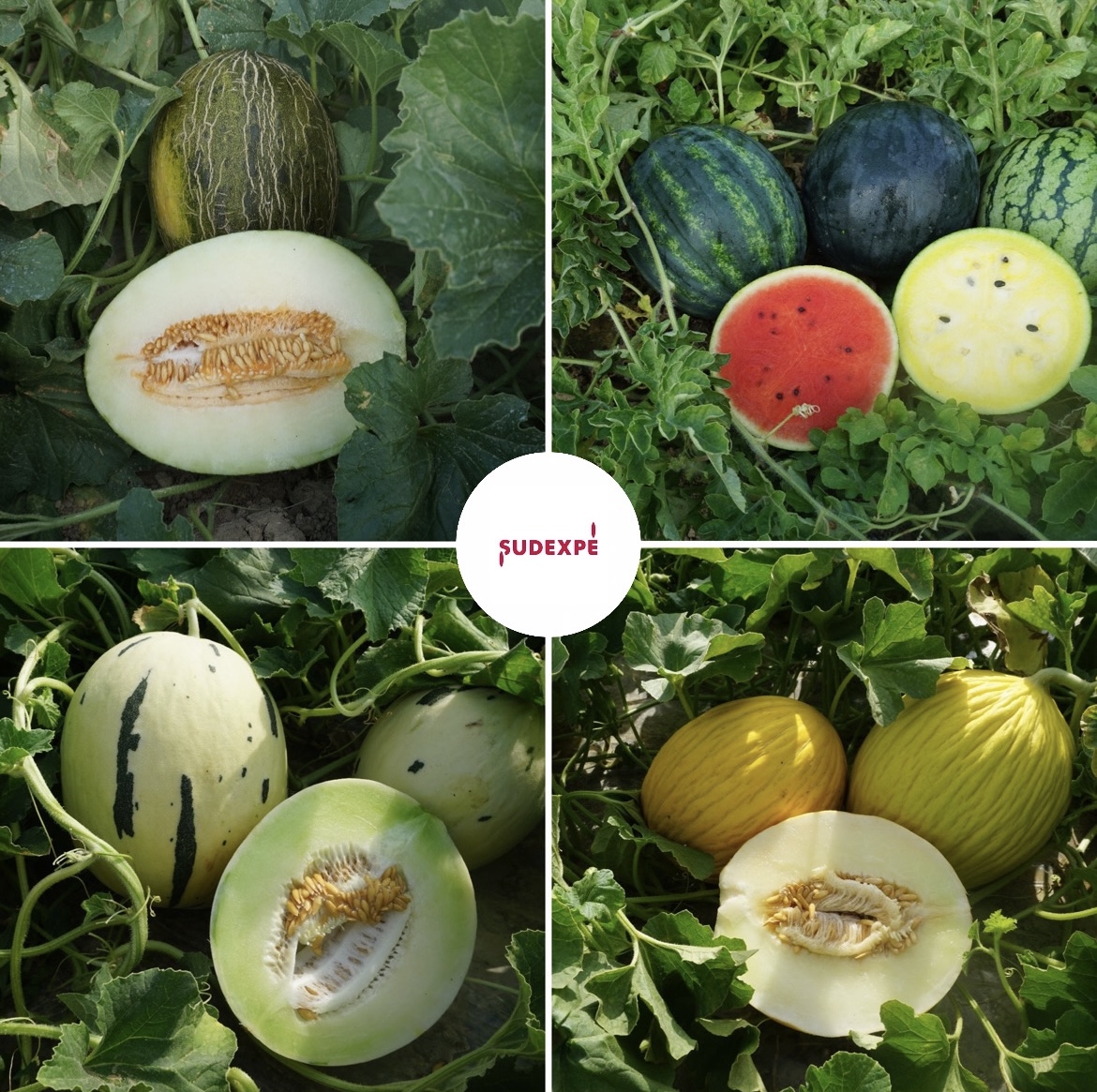 Melon/Pastèque 2023 : fin de saison. - SUDEXPE - Station de recherche ...